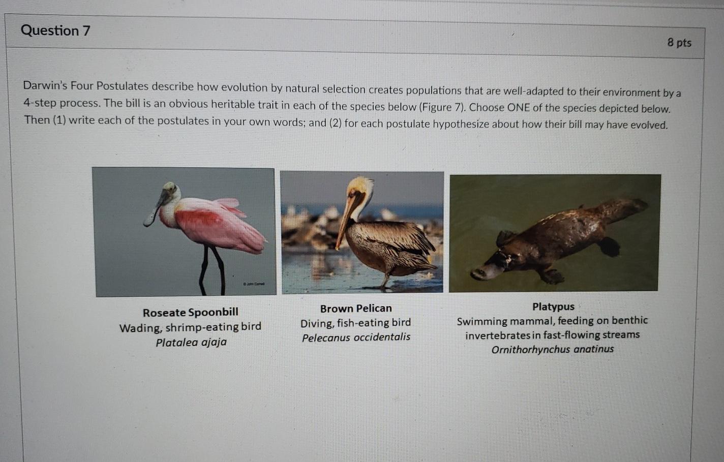 Solved Question 7 8 pts Darwin's Four Postulates describe | Chegg.com