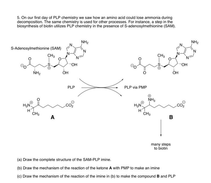 Solved 5. On our first day of PLP chemistry we saw how an | Chegg.com