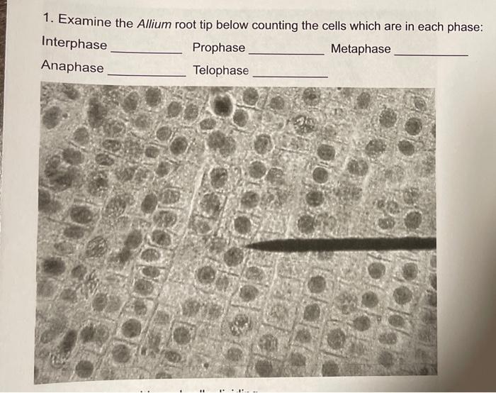 Solved 1. Examine the Allium root tip below counting the | Chegg.com