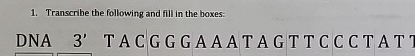High Quality SOLUTION Transcribe the following and fill in the boxes:DNA | Chegg.com