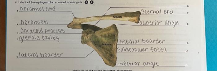 Solved Please help label number 6. Label the following | Chegg.com