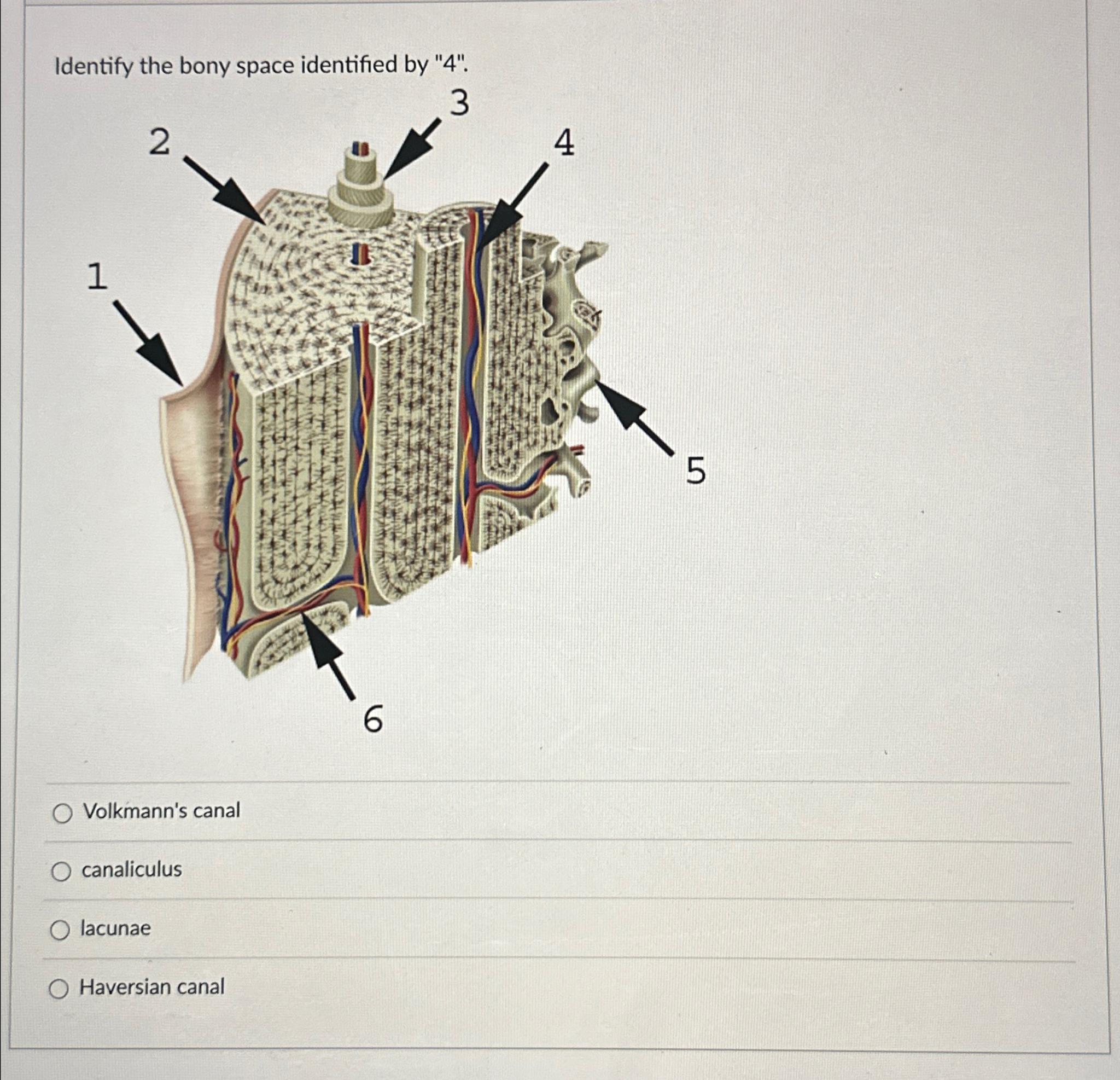 Solved Identify the bony space identified by | Chegg.com