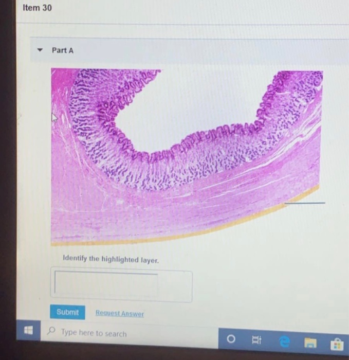 Solved Identify the highlighted structure. Type here to | Chegg.com