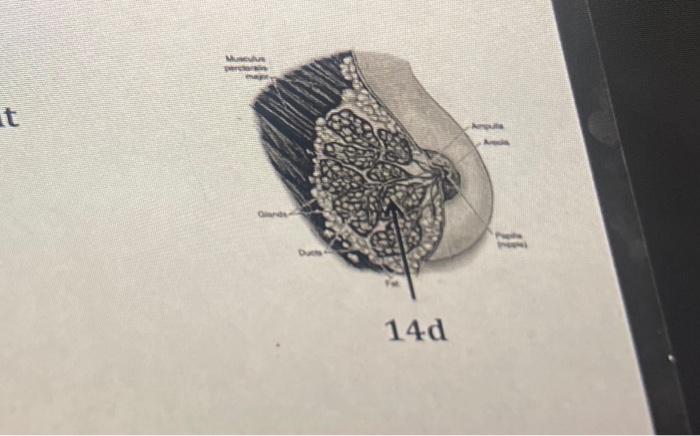 Solved d) 1. Identify the target organ indicated. 2. What | Chegg.com