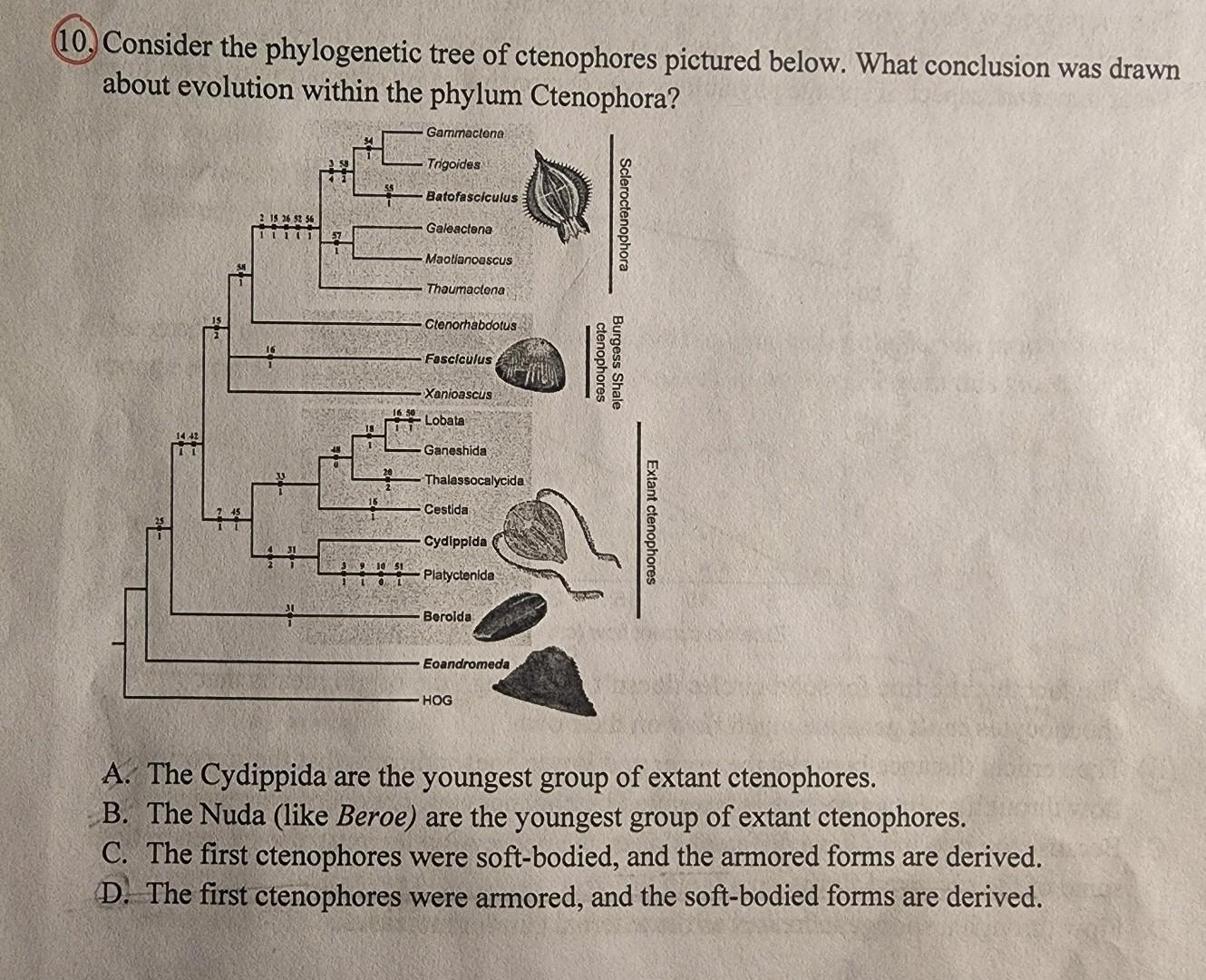 Solved 10. Consider the phylogenetic tree of ctenophores | Chegg.com