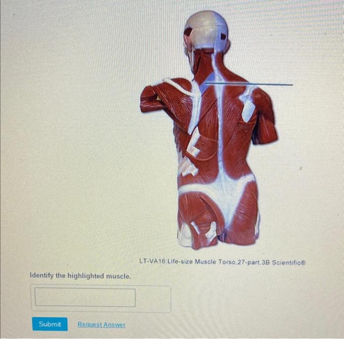 Solved LT-VA16 Life-size Muscle Torso,27-part.3B Scientific | Chegg.com