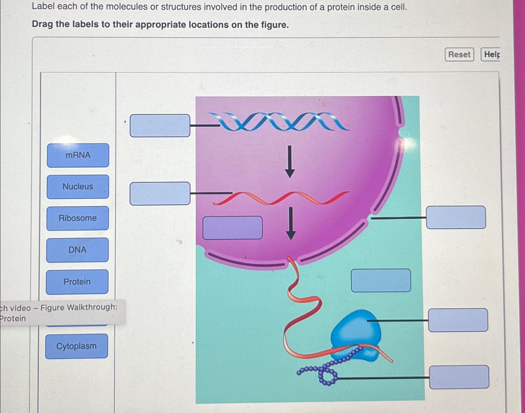 Solved Label each of the molecules or structures involved in | Chegg.com