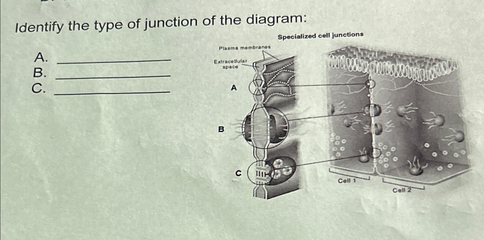 Solved Identify the type of junction of the diagram:A.B.C. | Chegg.com