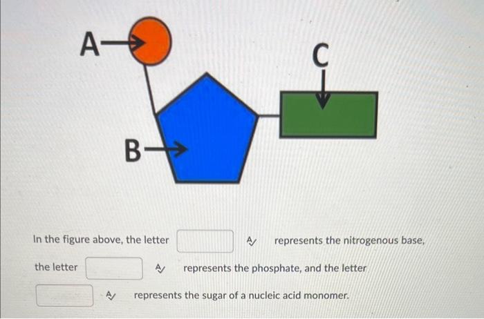 Solved In the figure above, the letter A represents the | Chegg.com