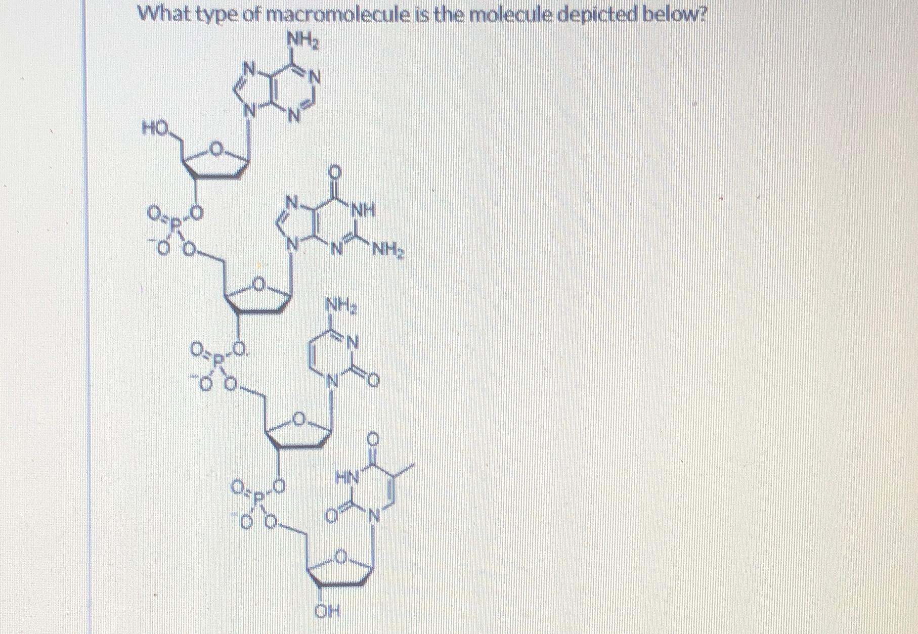 Solved What type of macromolecule is the molecule depicted | Chegg.com