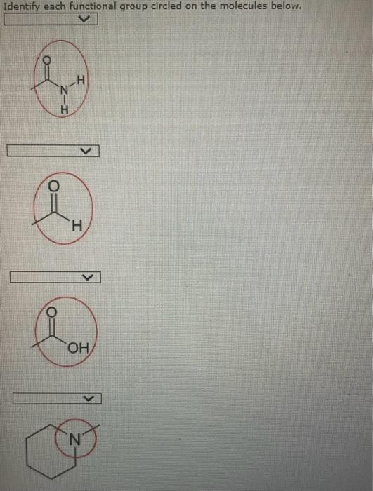 Solved Identify each functional group circled on the | Chegg.com