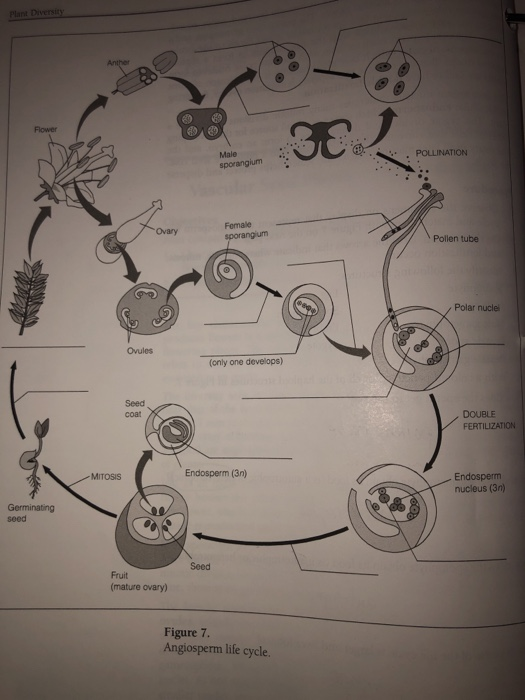 Solved Procedure Observe the specimens on display that | Chegg.com