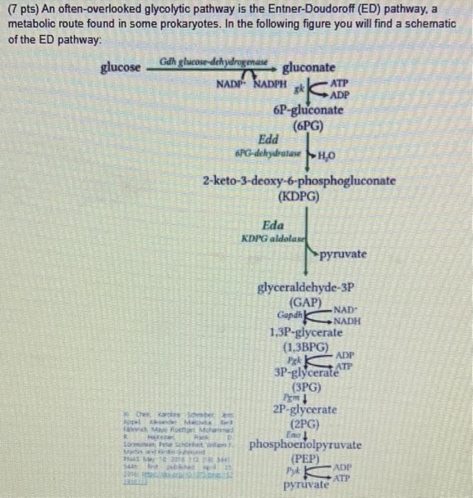 Solved (7 pts) An often-overlooked glycolytic pathway is the | Chegg.com