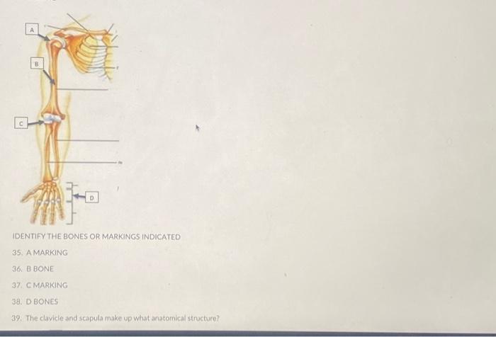 Solved IDENTIFY THE BONES OR MARKINGS INDICATED 35. AMARKING | Chegg.com