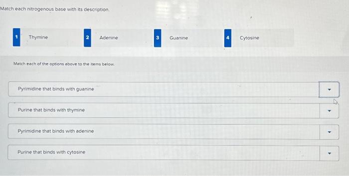 Solved Match each nitrogenous base with its description. | Chegg.com