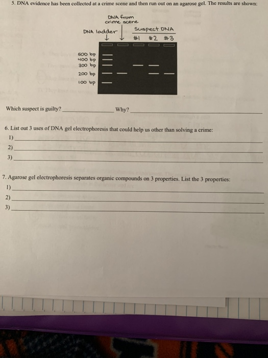 Solved 5. DNA evidence has been collected at a crime scene | Chegg.com