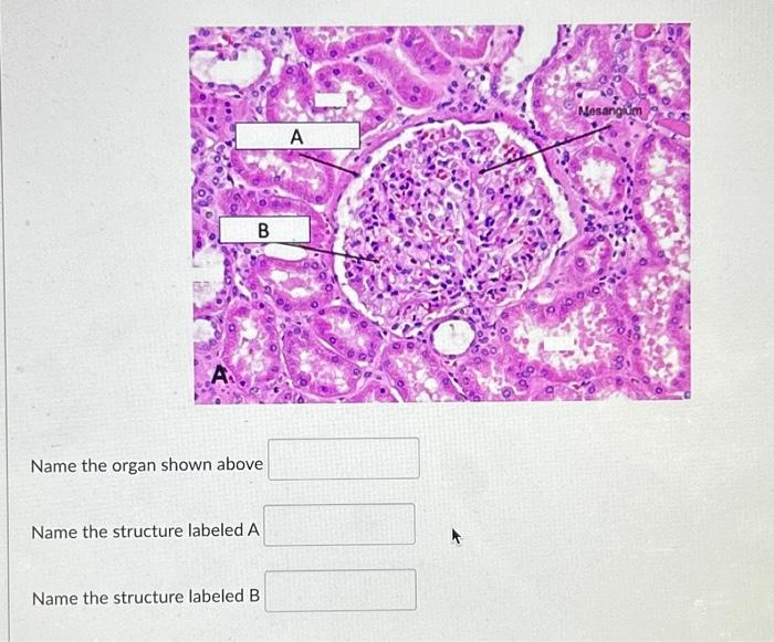 Solved Name the organ shown above Name the structure labeled | Chegg.com
