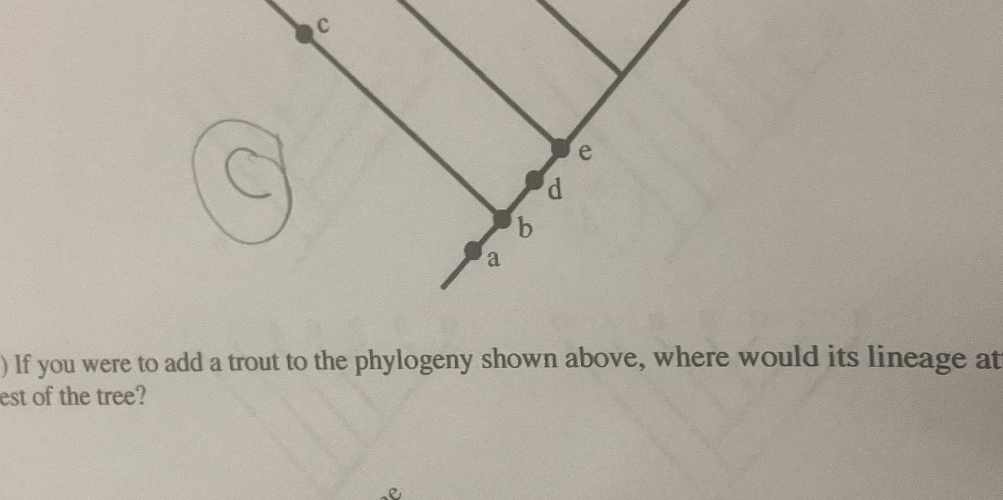 Solved If you were to add a trout to the phylogeny shown | Chegg.com