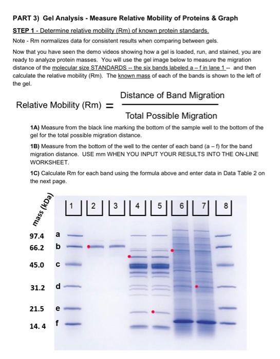 Solved PART 3) Gel Analysis - Measure Relative Mobility of | Chegg.com