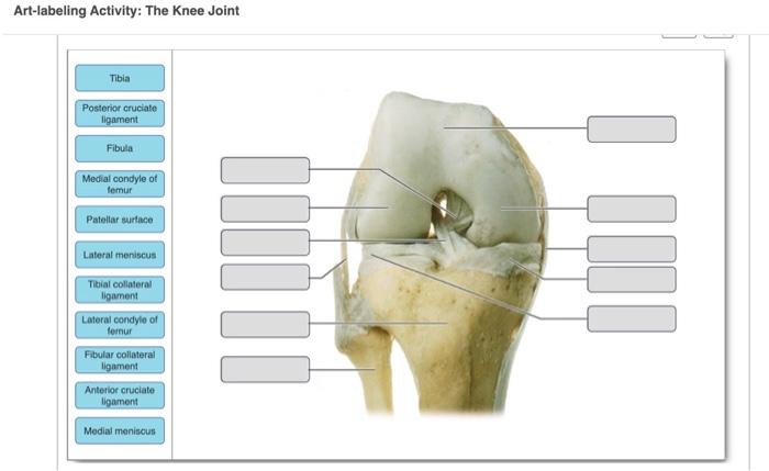 Solved Art-labeling Activity: The Knee Joint Tibia Posterior | Chegg.com