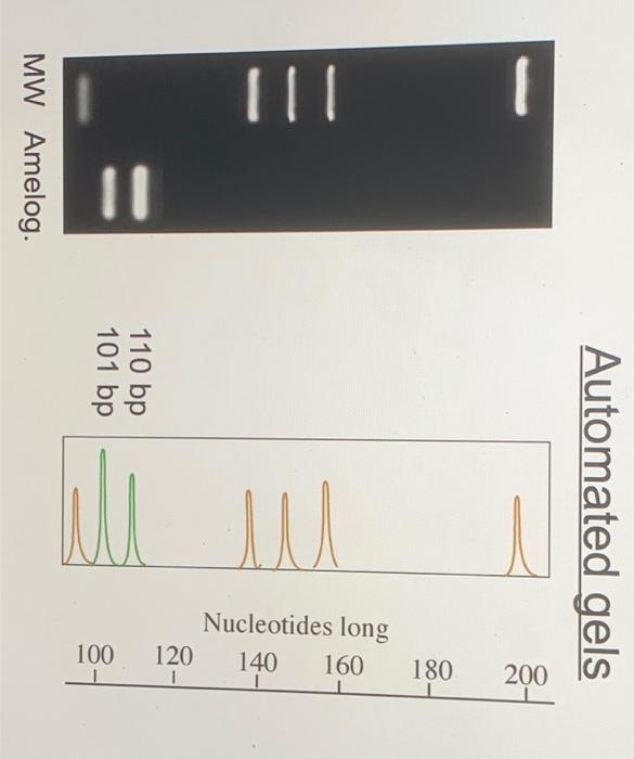 Solved 5.) from The Druid Dracula. A) The THO1 short tandem | Chegg.com