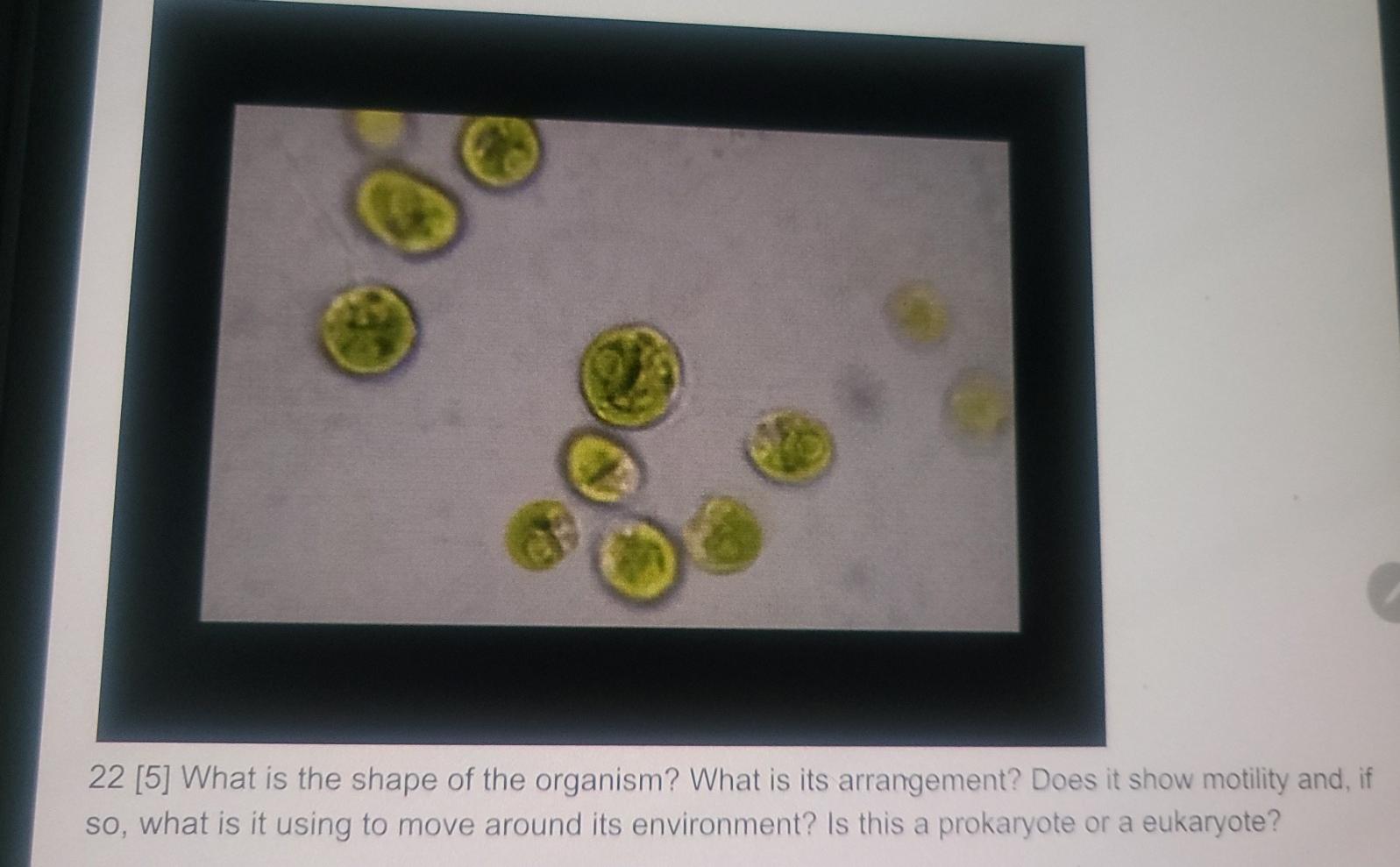 Solved 22 [5] What is the shape of the organism? What is its | Chegg.com