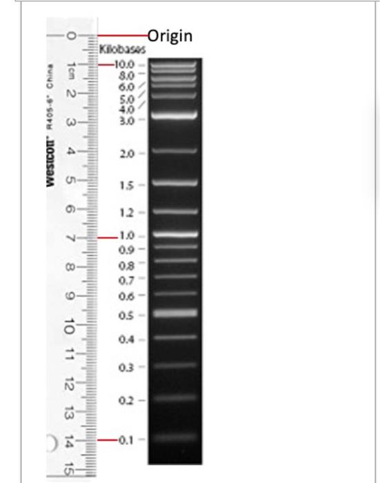 Solved QUESTION 6 This figure from page 27 of the lab manual | Chegg.com