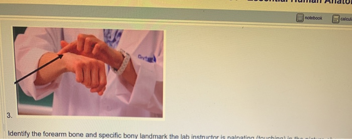 Solved notebook calculator font Identify the bony landmark | Chegg.com