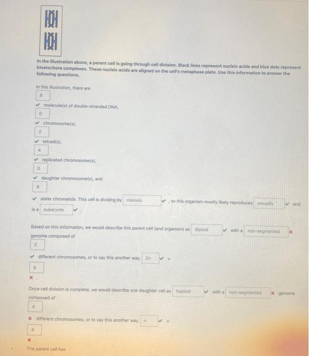 In the illustration above, a parent cell is going | Chegg.com