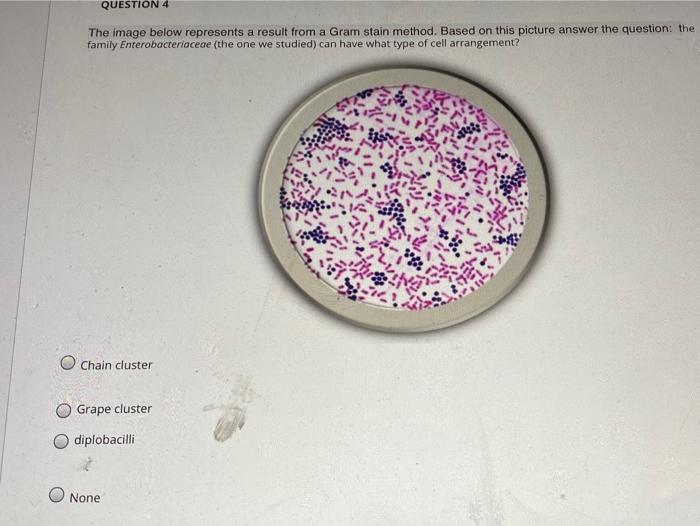 Solved The image below represents a result from a Gram stain | Chegg.com