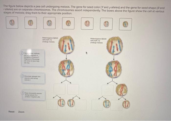 Solved The figure below depicts a pea cell undergoing | Chegg.com