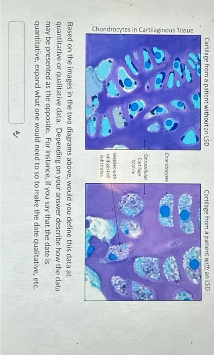 Solved Chondrocytes in Cartilaginous Tissue Cartilage from a | Chegg.com