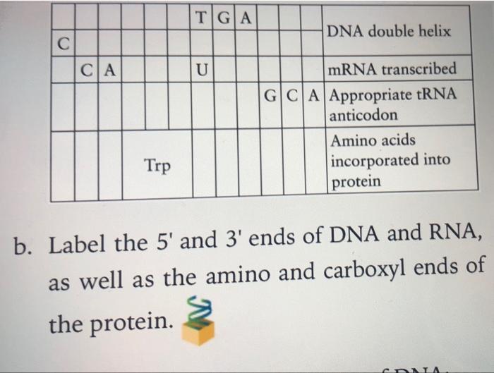 Solved TIGA DNA double helix С CA U mRNA transcribed GCA | Chegg.com