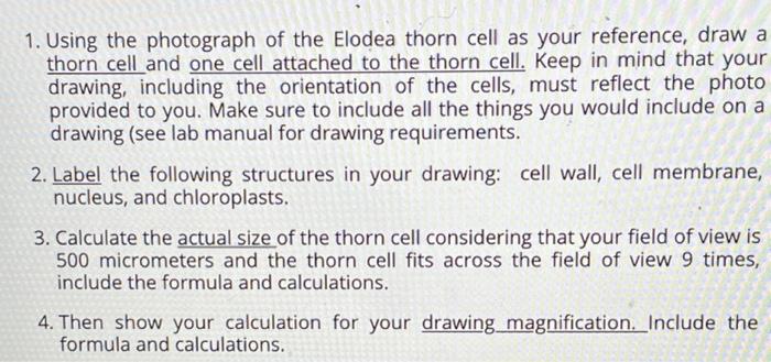 Solved 1. Using the photograph of the Elodea thorn cell as | Chegg.com
