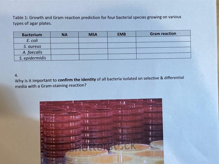 Solved Table 1: Growth and Gram reaction prediction for four | Chegg.com