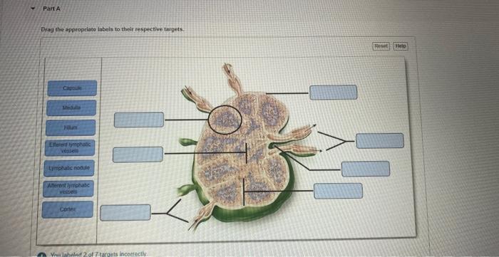 Solved drag the appropriate labels to their respective | Chegg.com