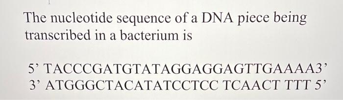 Solved What is the nucleotide sequence of the mRNA | Chegg.com