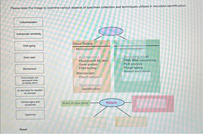Solved Please label the image to examine various aspects of | Chegg.com
