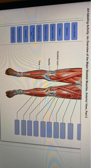 Solved Art-labeling Activity: An Overview of the Major | Chegg.com