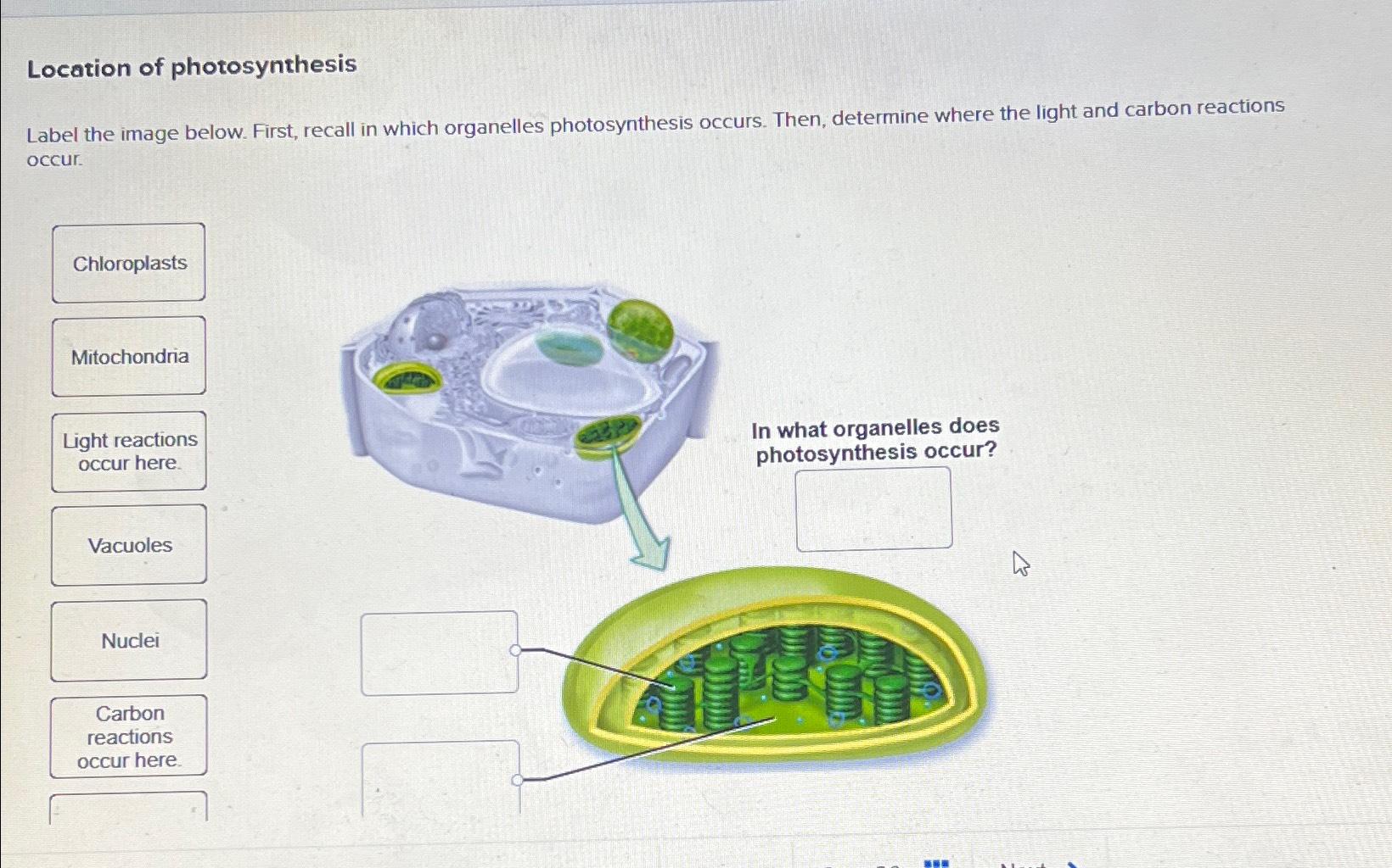 Solved Location of photosynthesisLabel the image below. | Chegg.com