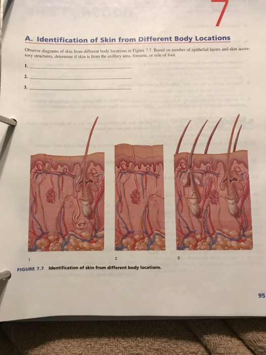Solved A. Identification of Skin from Different Body | Chegg.com