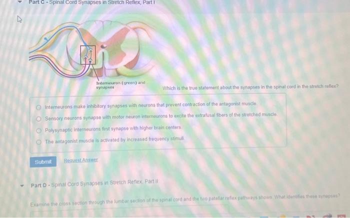 Solved Part C-Spinal Cord Synapses in Stretch Reflex, Part | Chegg.com