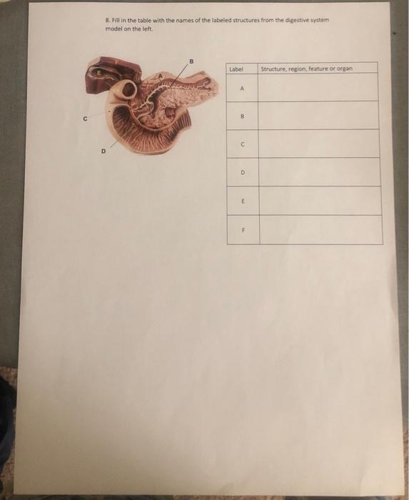 Solved 8. Fill in the table with the names of the labeled | Chegg.com