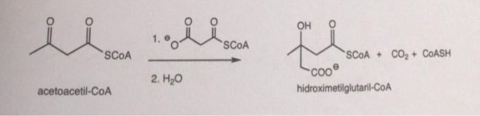 Solved OH O i SCOA SCOA 2. H2O SCOA + CO2 + COASH coo | Chegg.com