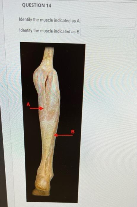 Solved QUESTION 14 Identify the muscle indicated as A | Chegg.com