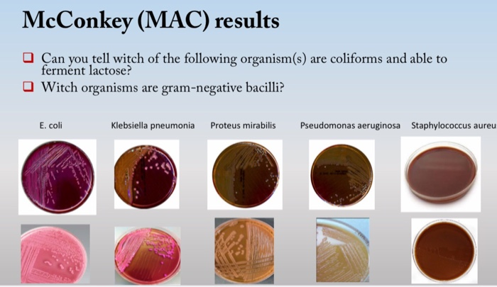 Solved Manitol Salt Agar (MSA) results Can you tell witch of | Chegg.com