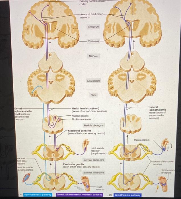 Solved 3. In pathway 2 which neuron decussates? I A. 1st | Chegg.com