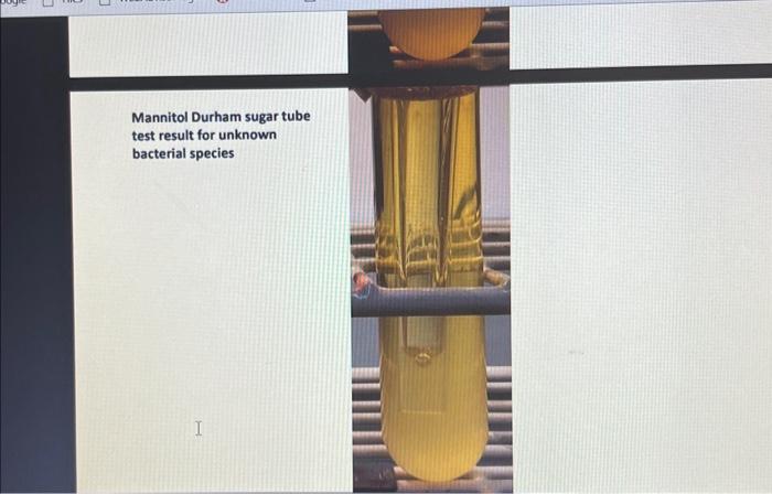 Solved Gram stain of unknown bacterial speciesAmylose test | Chegg.com