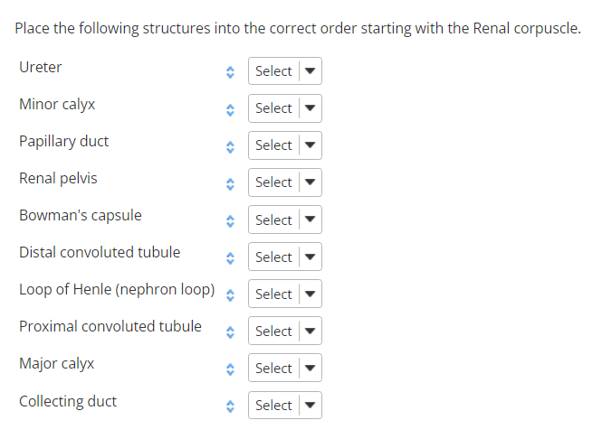 Solved Place the following structures into the correct order | Chegg.com