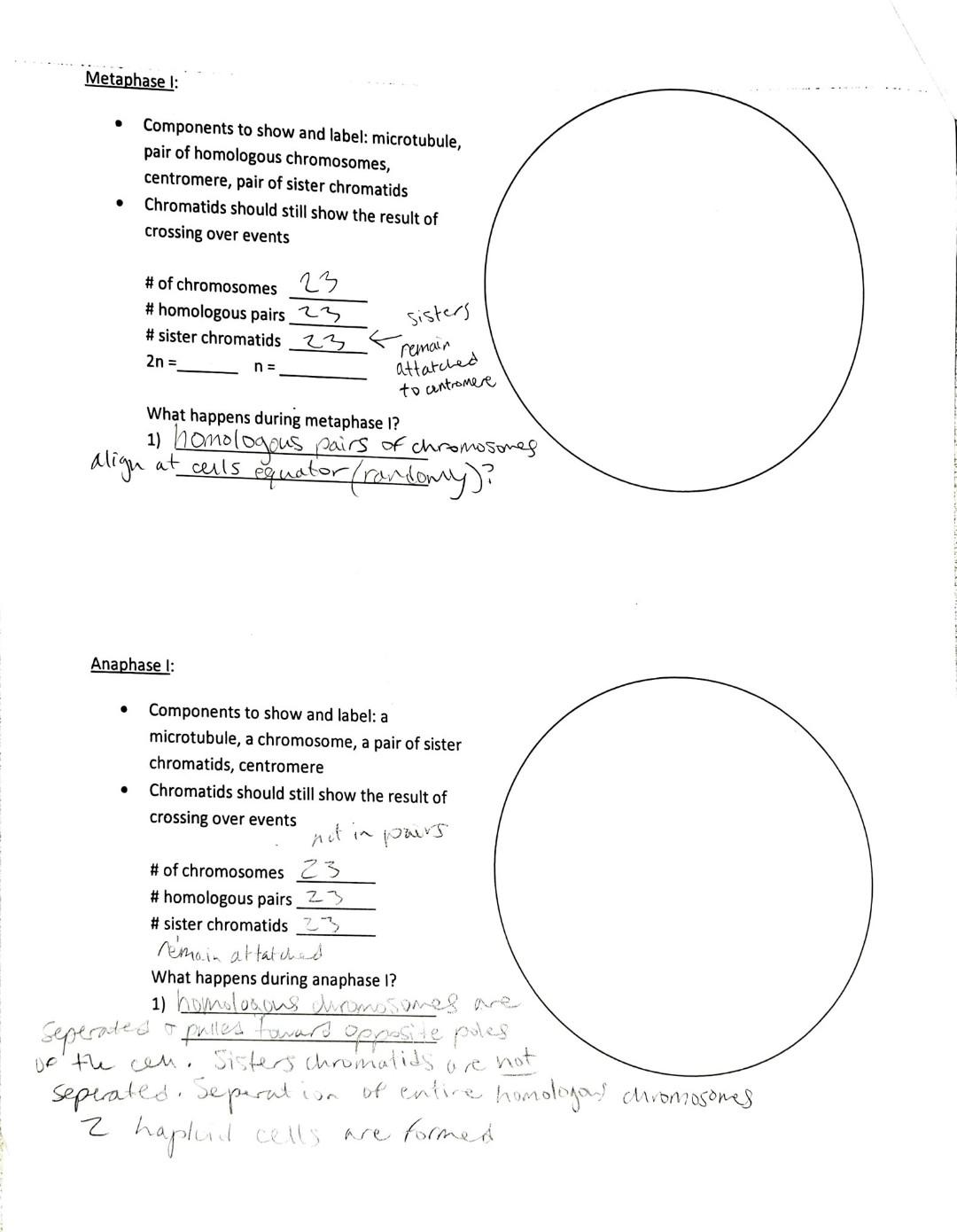 Solved Meiosis Worksheet Illustrate the steps of meiosis | Chegg.com